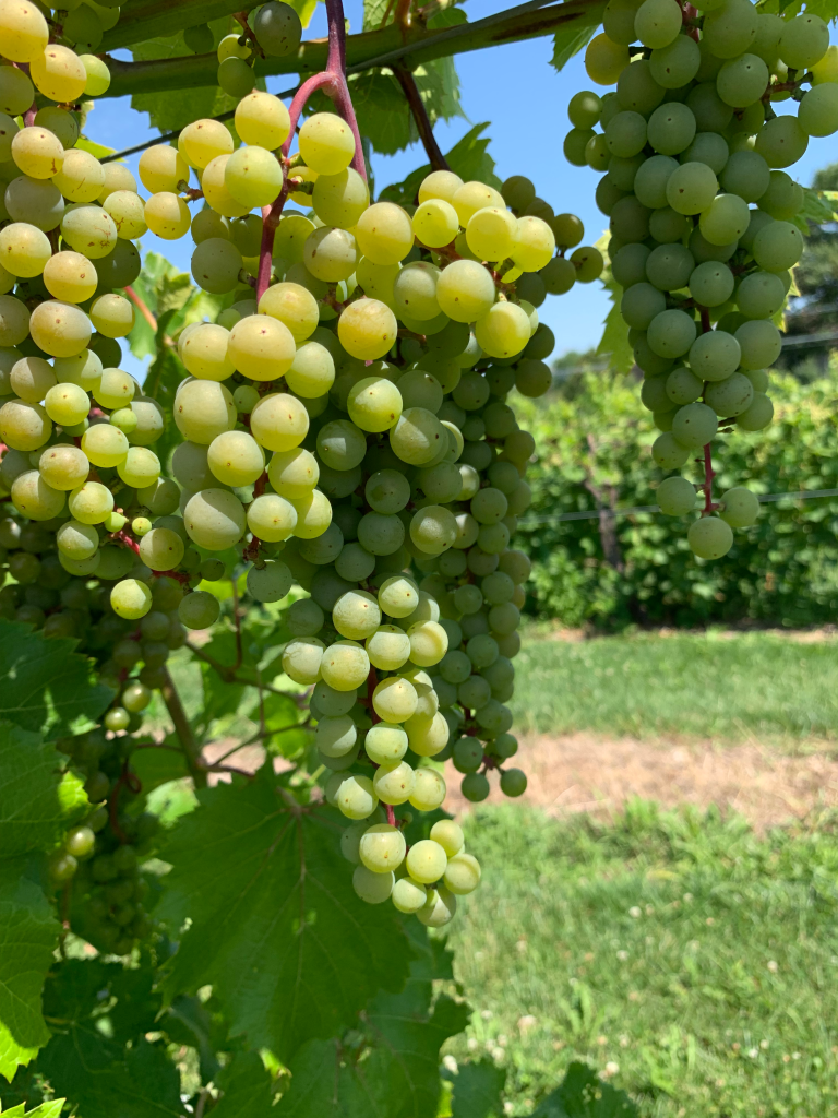 Cold Climate Grape Cultivar Fruit Quality Report August 11, 2022 ...