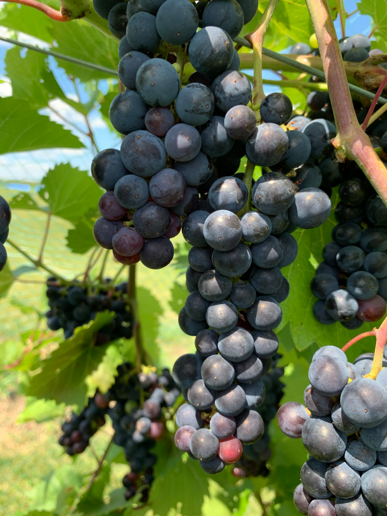 Cold Climate Grape Cultivar Fruit Quality Report August 11, 2022 ...