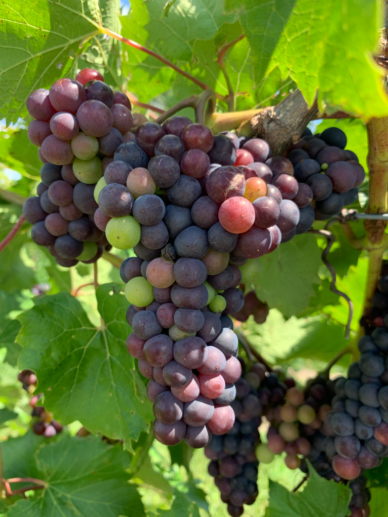 Cold Climate Grape Cultivar Fruit Quality Report August 11, 2022 ...