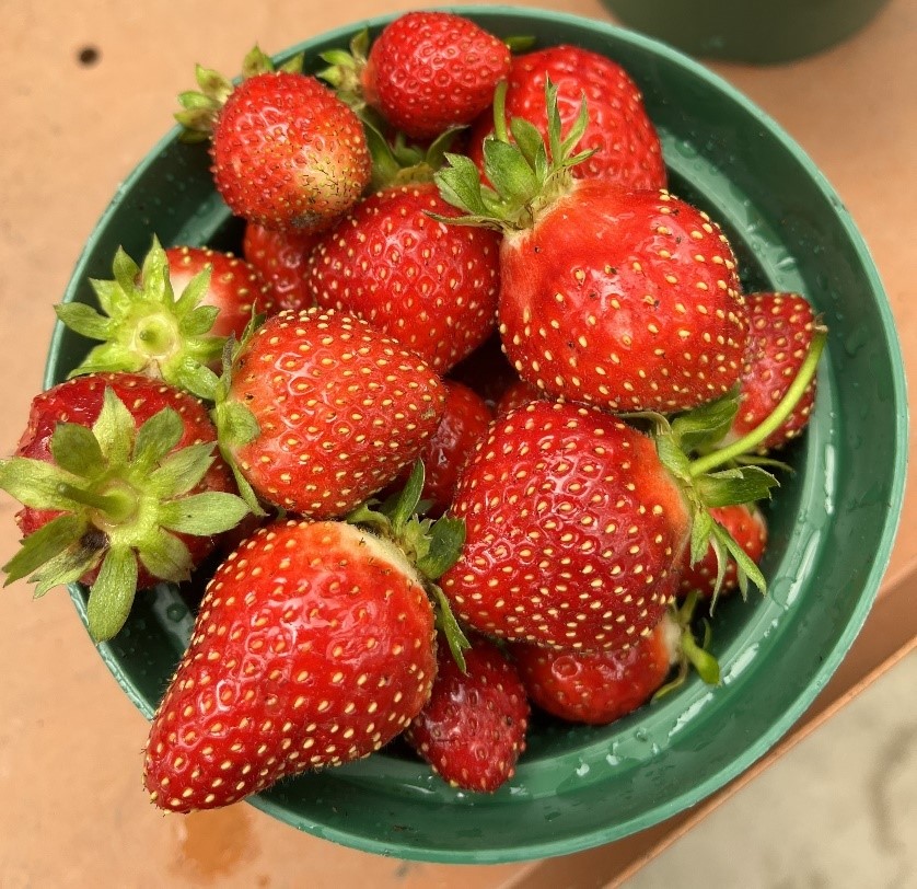 2022 UW-River Falls Strawberry Research Update: Replicated Genotype ...