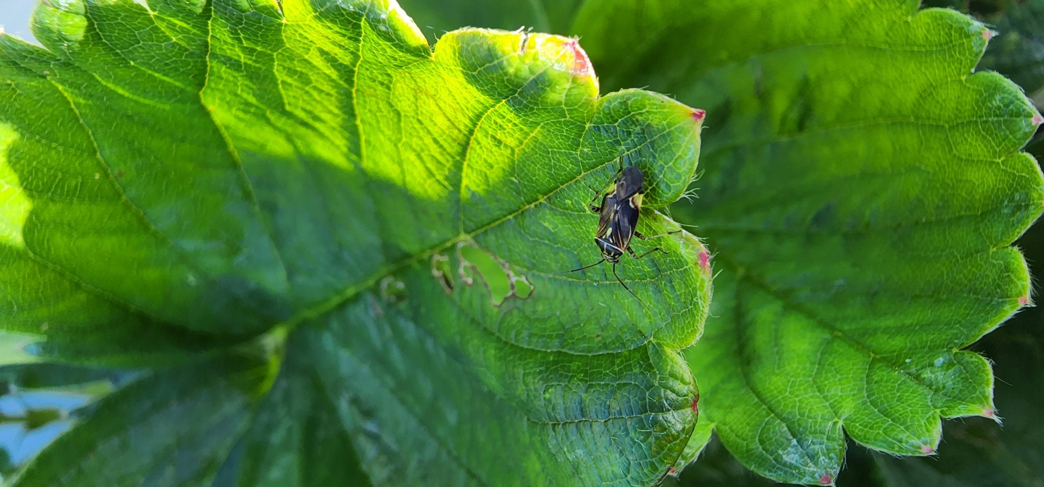 Organic Day-Neutral Strawberry Insects and Diseases – Wisconsin Fruit