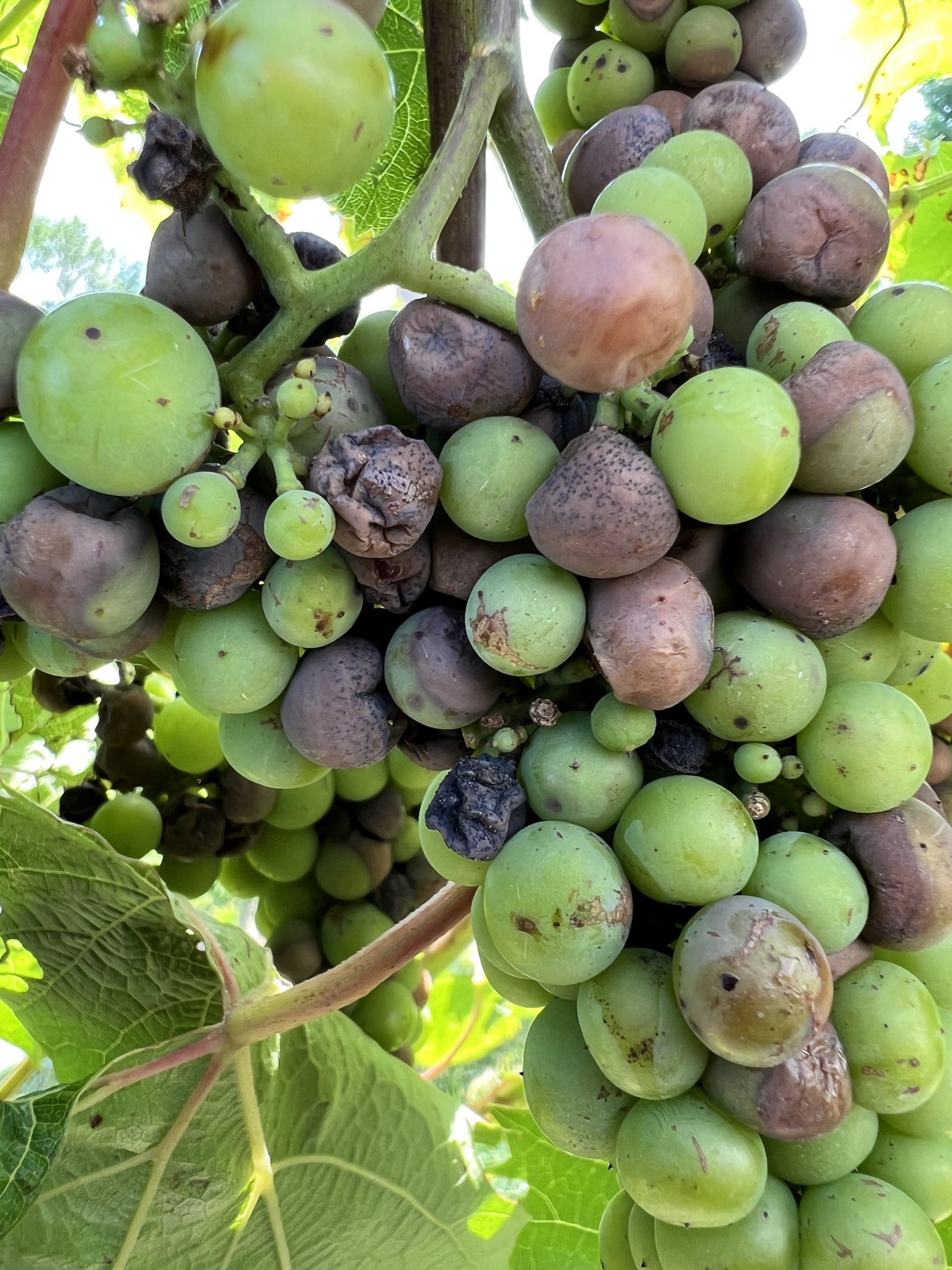Wisconsin Grape Harvest: Fruit and Cluster Rots – Wisconsin Fruit