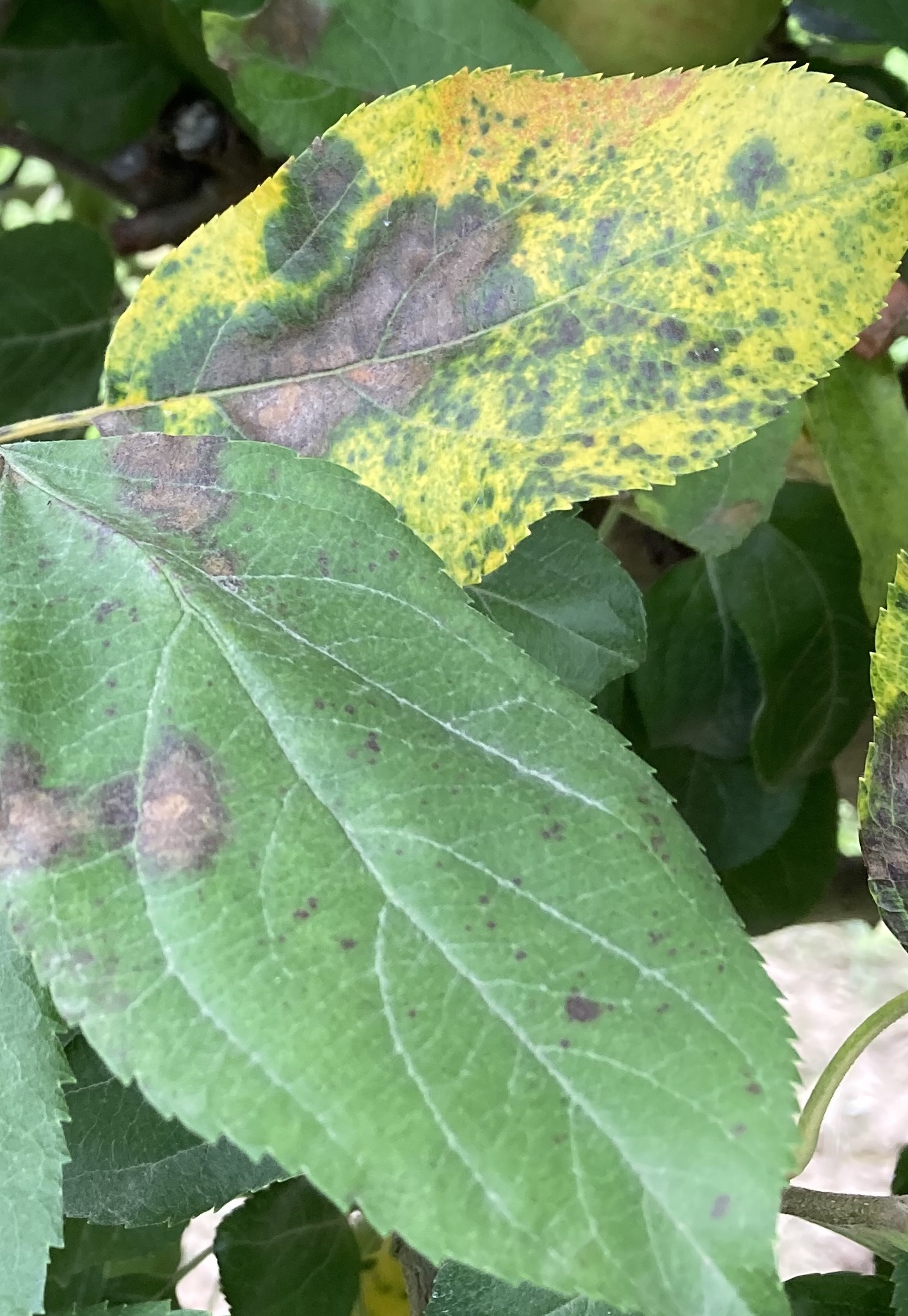 Apple Blotch Disease in Wisconsin Apple Orchards – Wisconsin Fruit