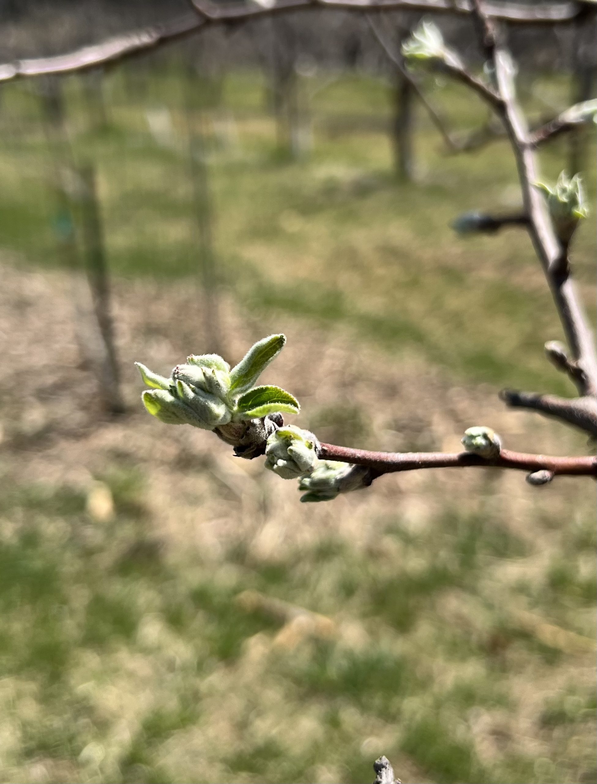 Wisconsin Apple Disease Update – April 18, 2023 – Wisconsin Fruit