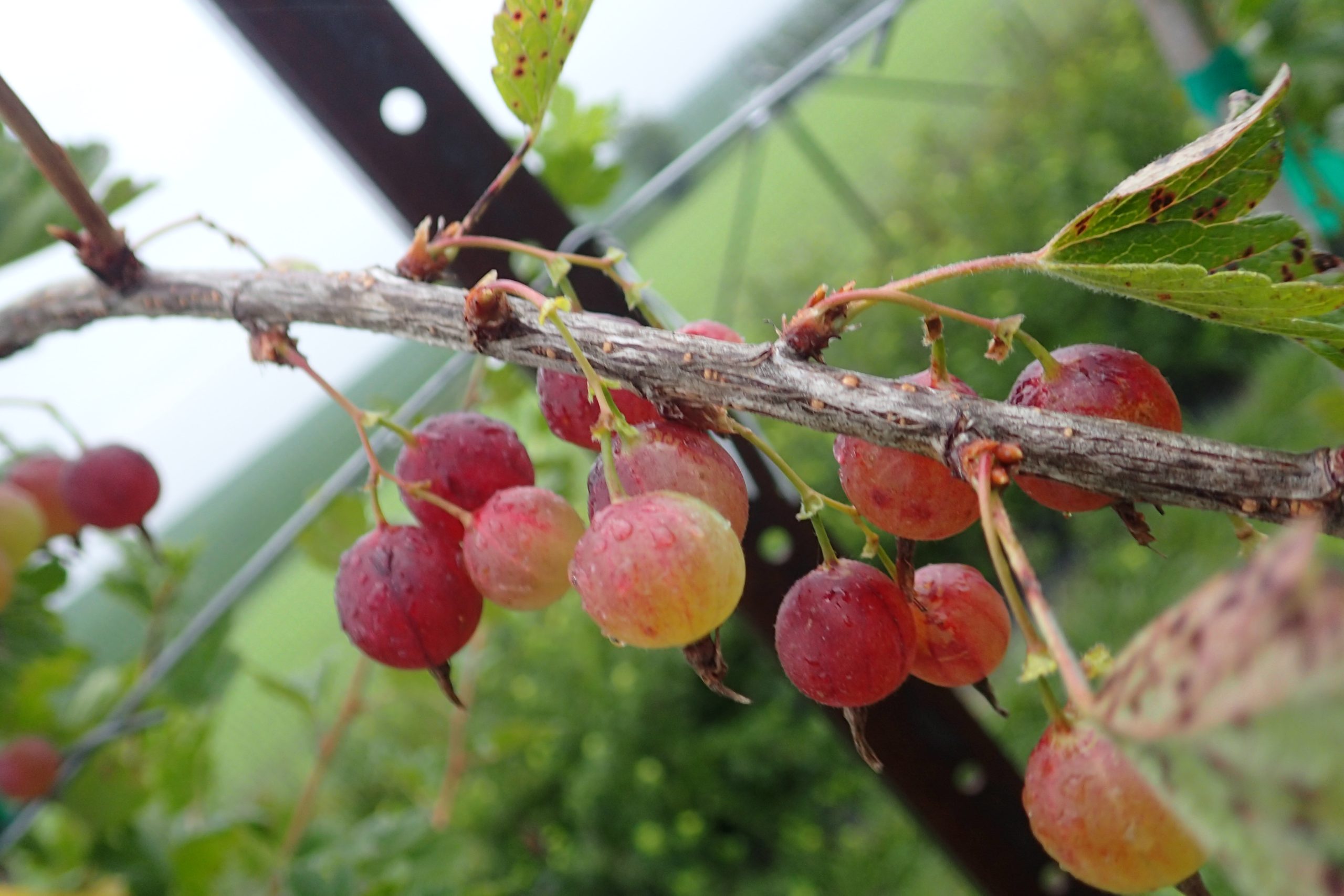 Organic Management of Anthracnose Leaf Spot in Gooseberries – Wisconsin ...
