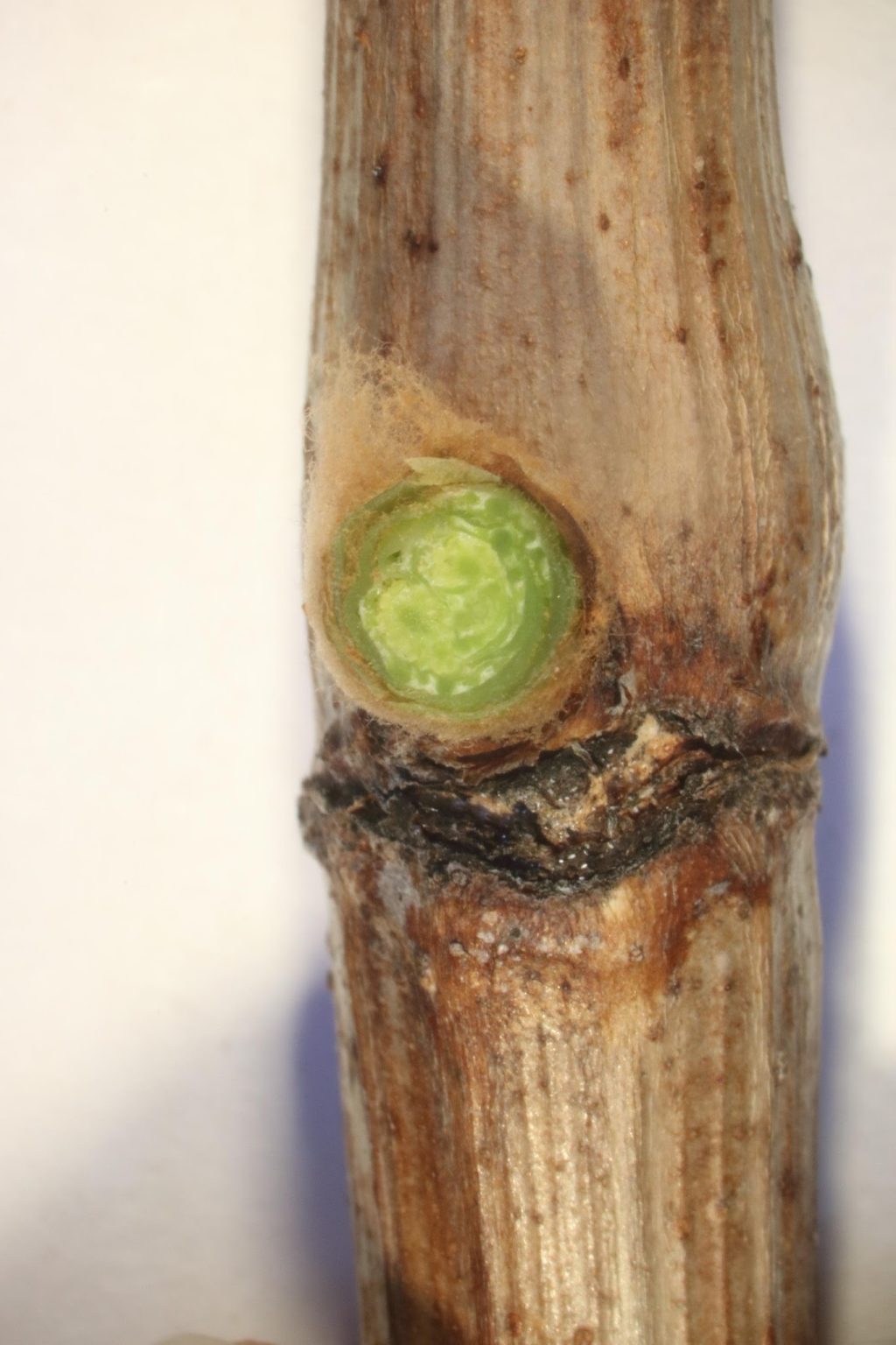 Freeze Damage in Fruit Crops – Wisconsin Fruit