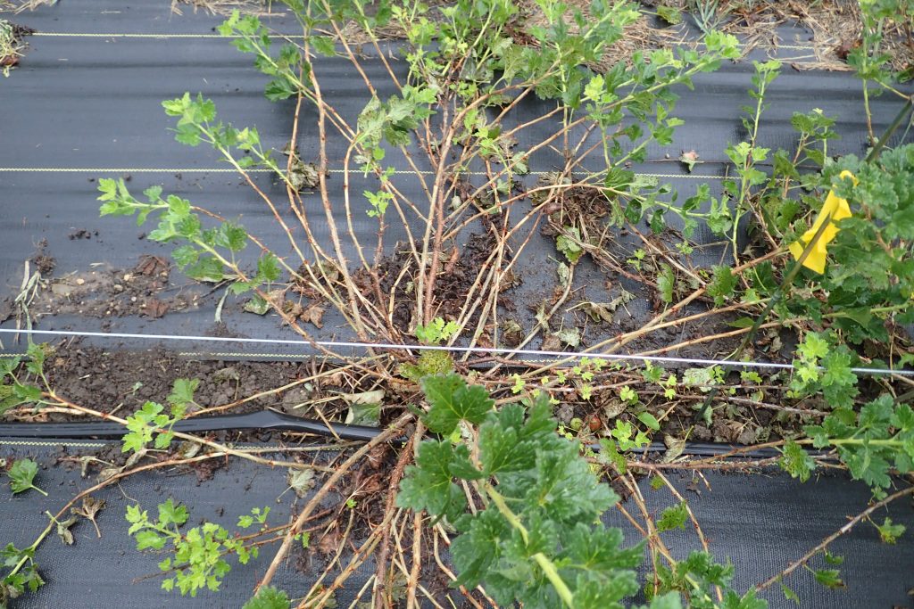 Organic Management of Anthracnose Leaf Spot in Gooseberries – Wisconsin ...