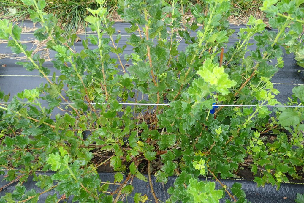 Organic Management of Anthracnose Leaf Spot in Gooseberries – Wisconsin ...