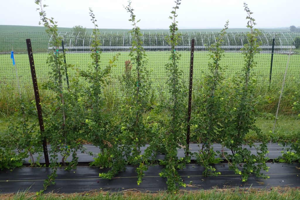 Organic Management of Anthracnose Leaf Spot in Gooseberries – Wisconsin ...
