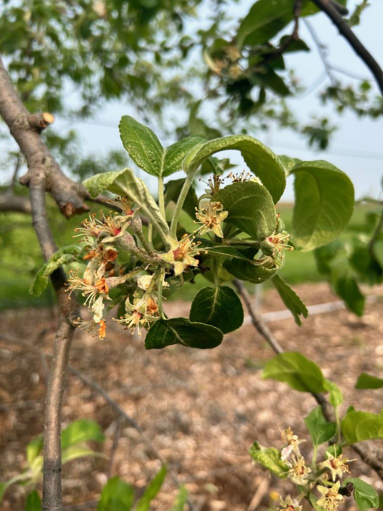 Full Bloom and Petal Fall Thinning Options – Wisconsin Fruit