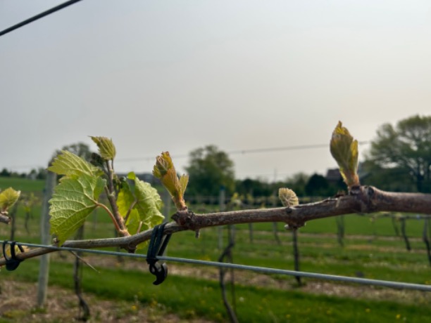 Shoots Management in Grapevine for This Season – Wisconsin Fruit