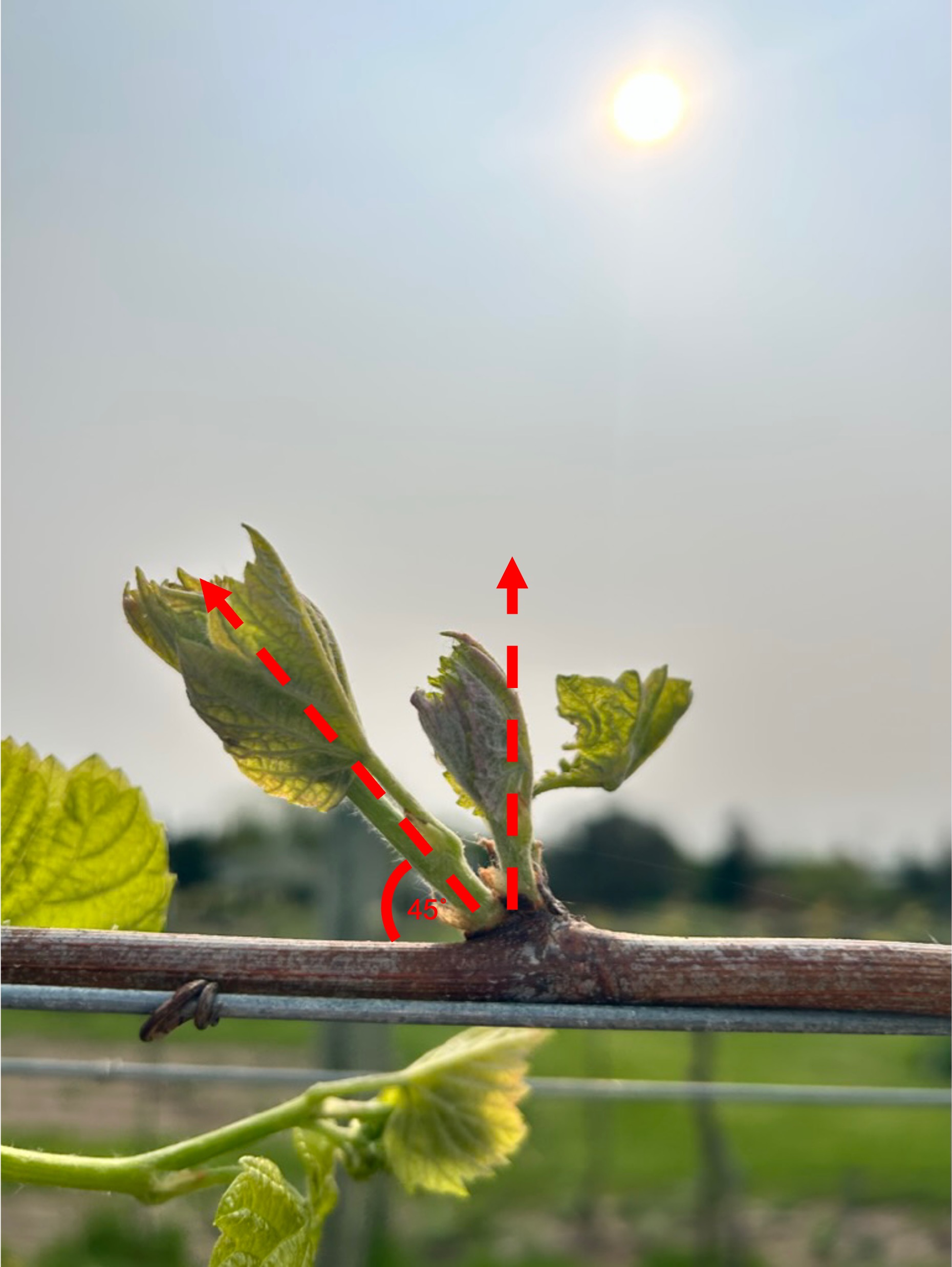 Shoots Management in Grapevine for This Season – Wisconsin Fruit