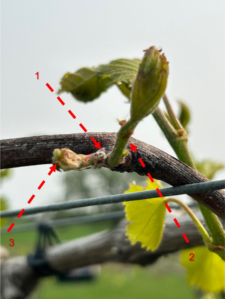 Shoots Management in Grapevine for This Season – Wisconsin Fruit