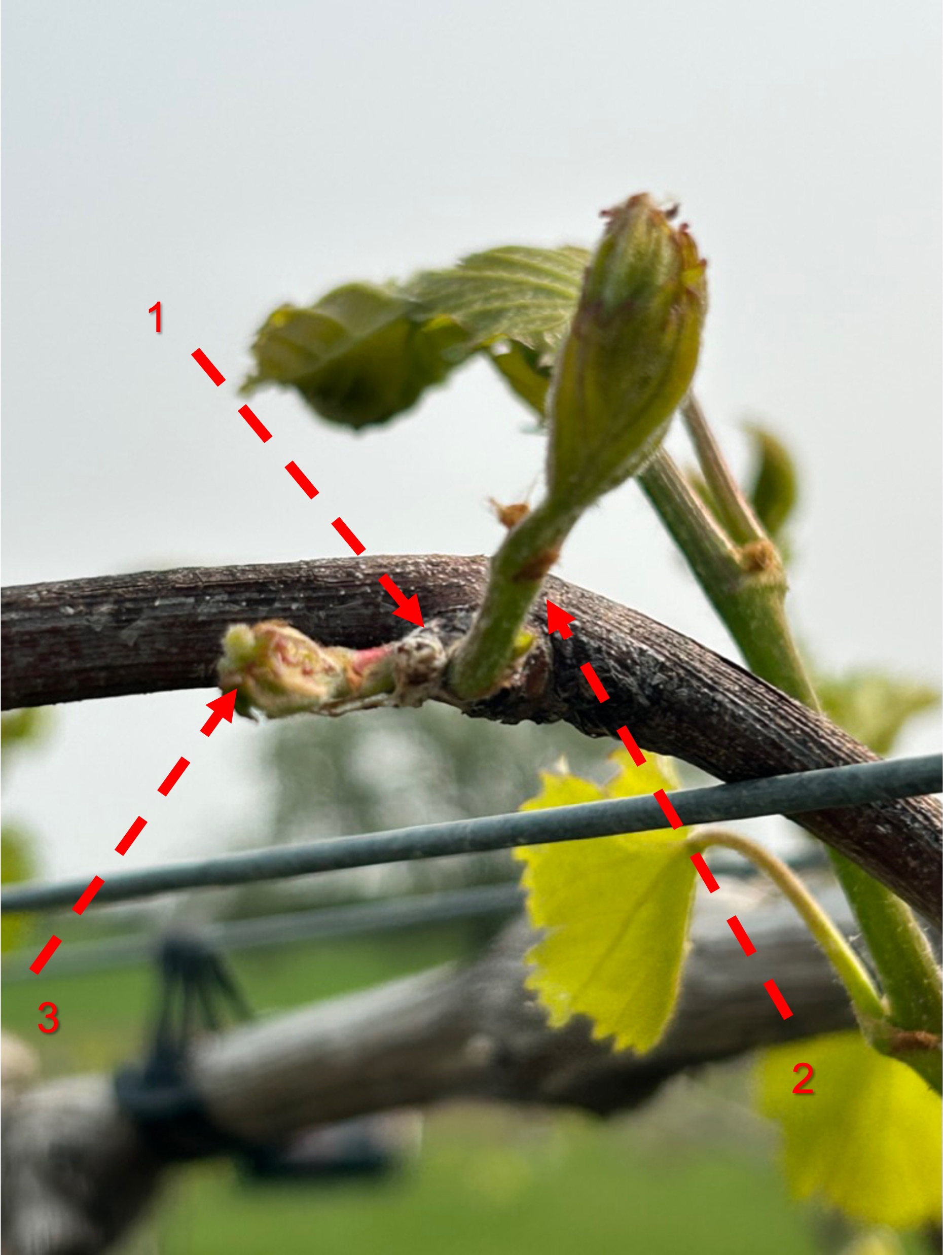 Shoots Management in Grapevine for This Season – Wisconsin Fruit