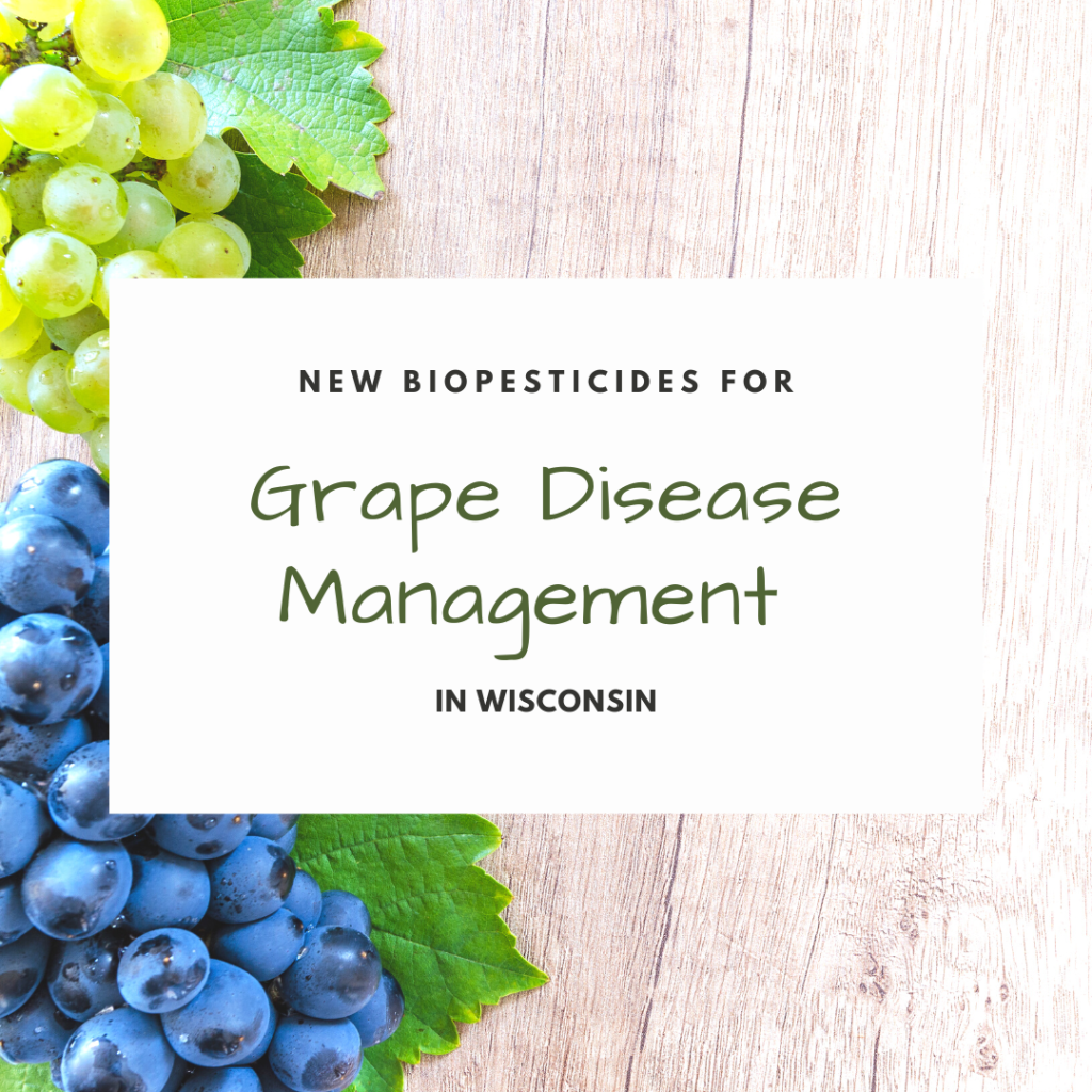 Grapes Disease Management at Caitlyn Tooth blog