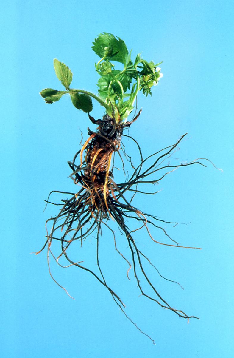 Root and Crown Diseases of Strawberry in Wisconsin – Wisconsin Fruit