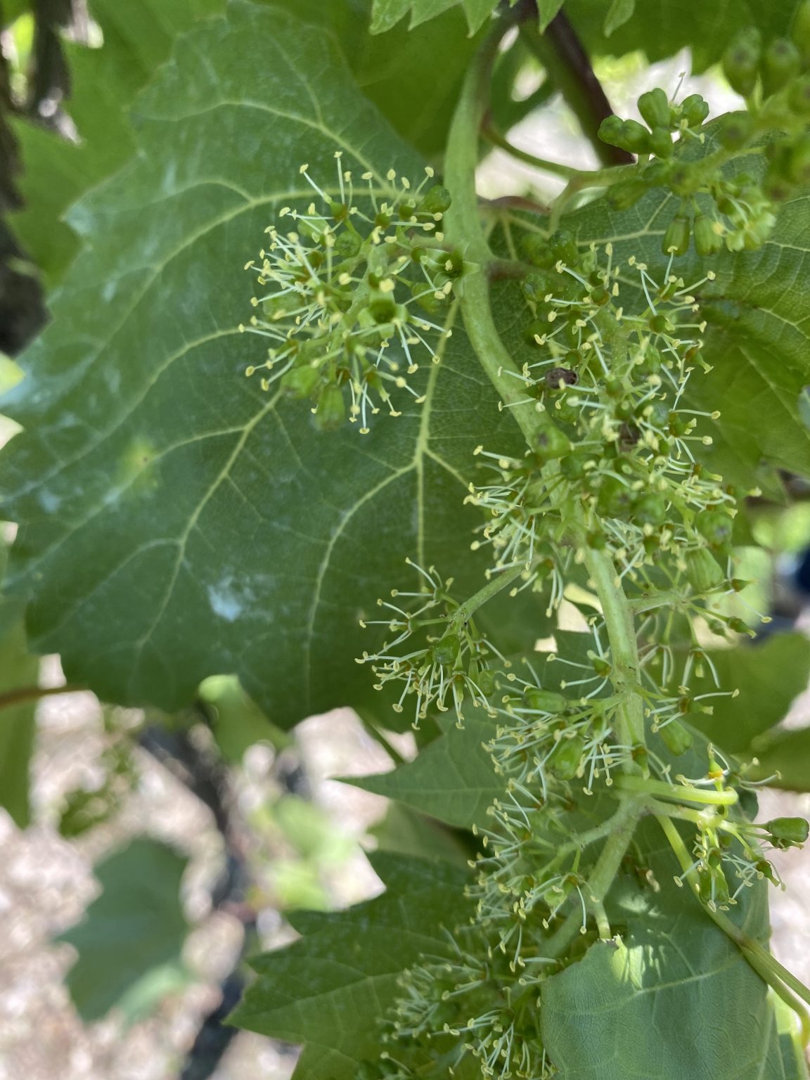Pre-Bloom to Post-Bloom Grape Disease Management in Wisconsin ...