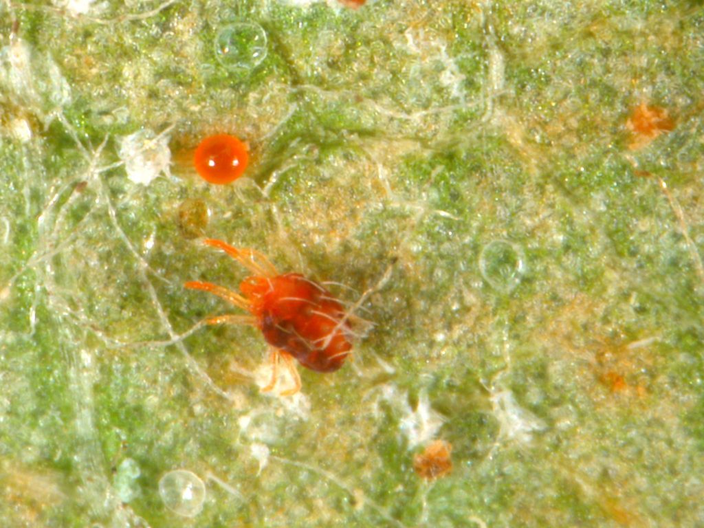 Mites in the Orchard – Wisconsin Fruit