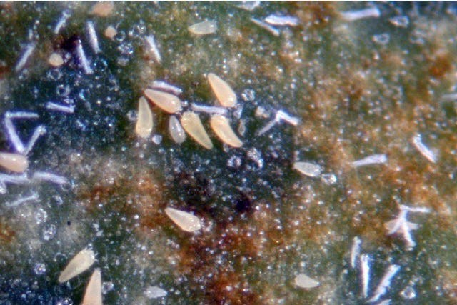 Mites in the Orchard – Wisconsin Fruit