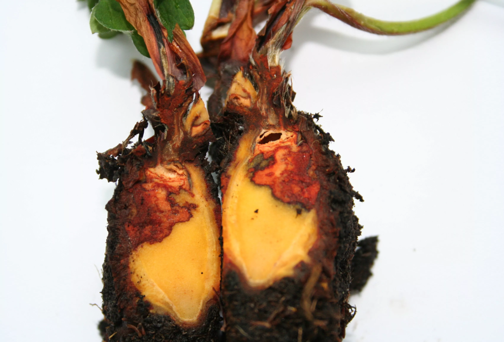 Root and Crown Diseases of Strawberry in Wisconsin – Wisconsin Fruit