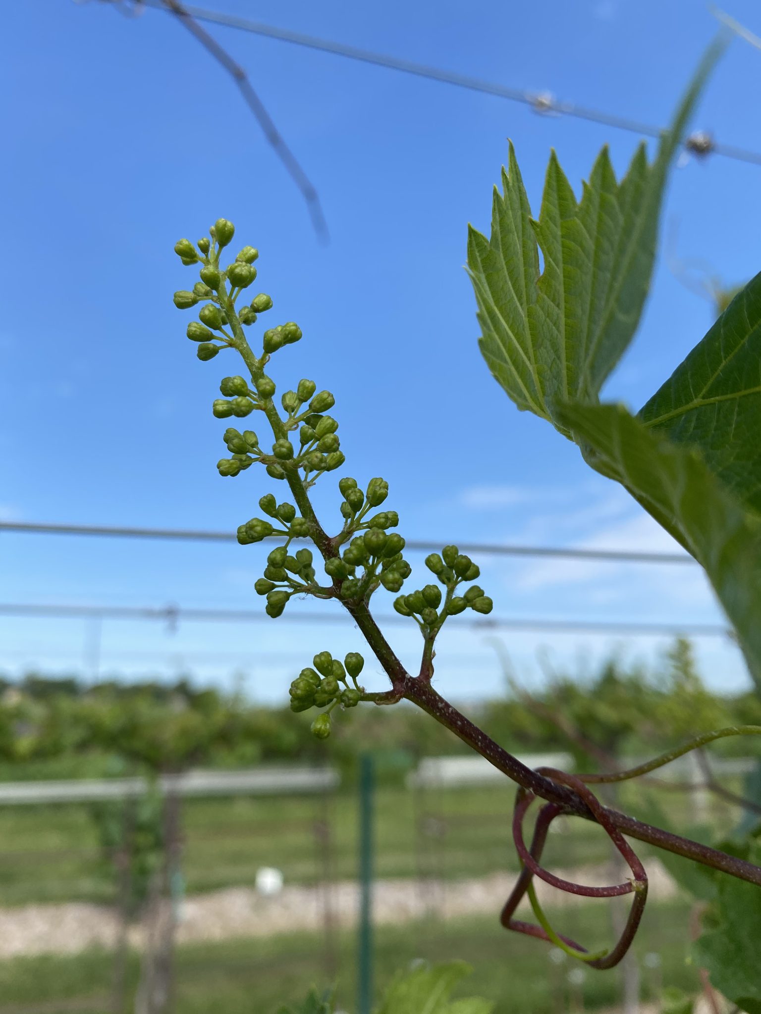 Pre-Bloom to Post-Bloom Grape Disease Management in Wisconsin ...