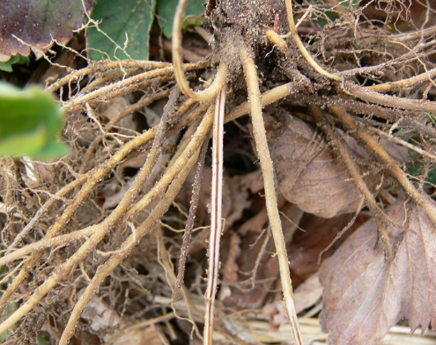 Root and Crown Diseases of Strawberry in Wisconsin – Wisconsin Fruit