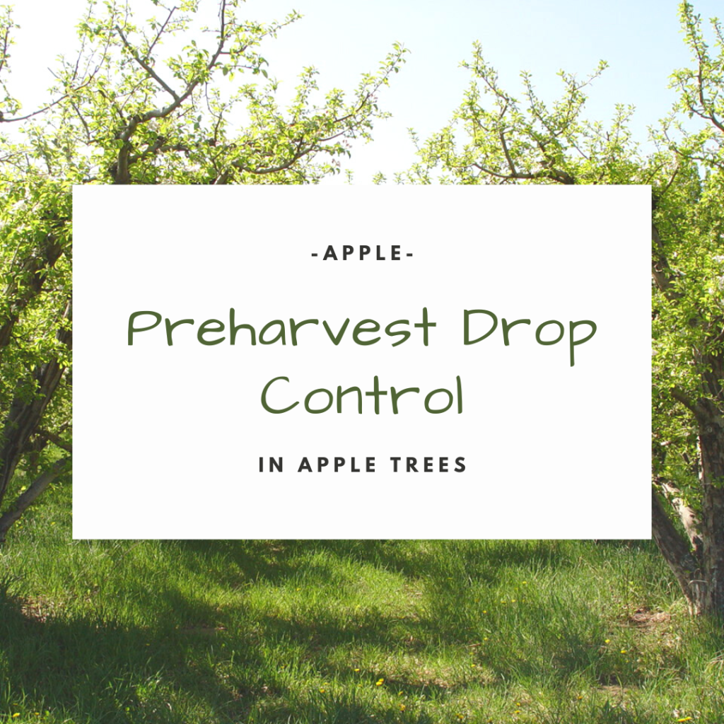 Preharvest Drop Control in Apple Trees – Wisconsin Fruit