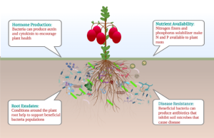 Beneficial Soil Bacteria – Role in Agriculture – Wisconsin Fruit