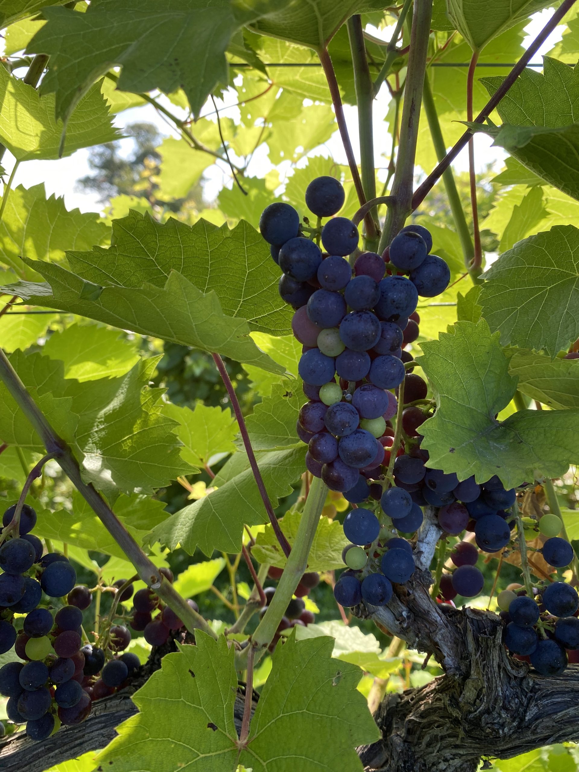 Wisconsin Vineyard Update: Veraison Disease Management – Wisconsin Fruit