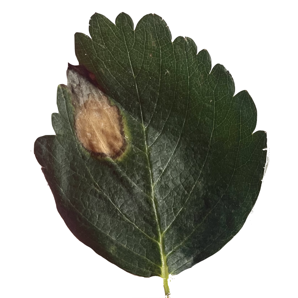 Organic Day Neutral Strawberry Scouting Report For June 30 2023 Wisconsin Fruit