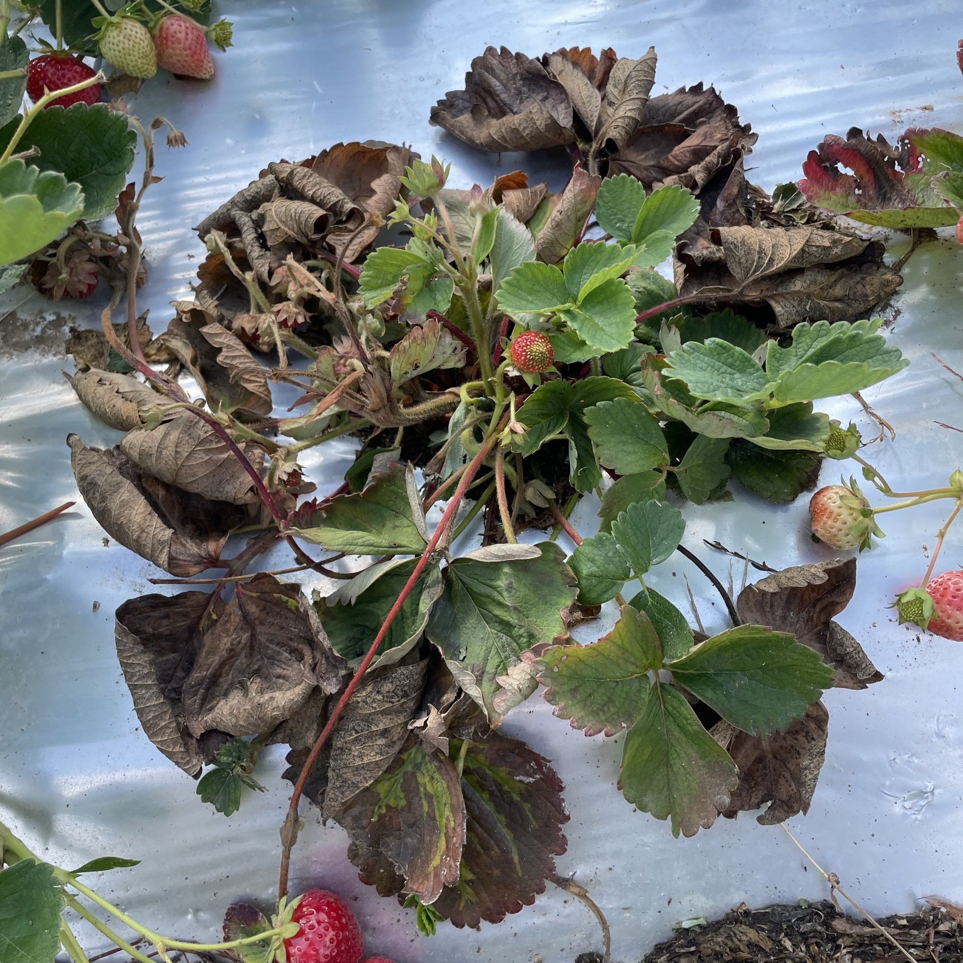 Organic Day Neutral Strawberry Scouting Report For August 25 2023 Wisconsin Fruit