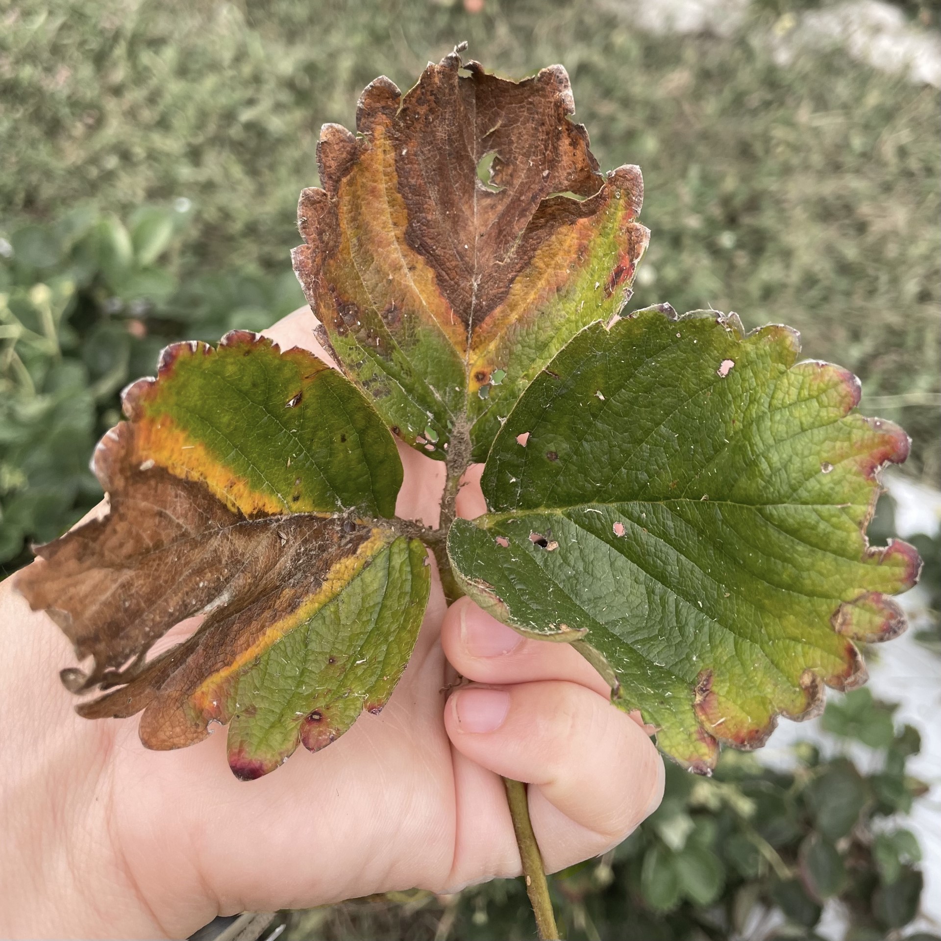 Organic Day Neutral Strawberry Scouting Report for September 8, 2023 ...