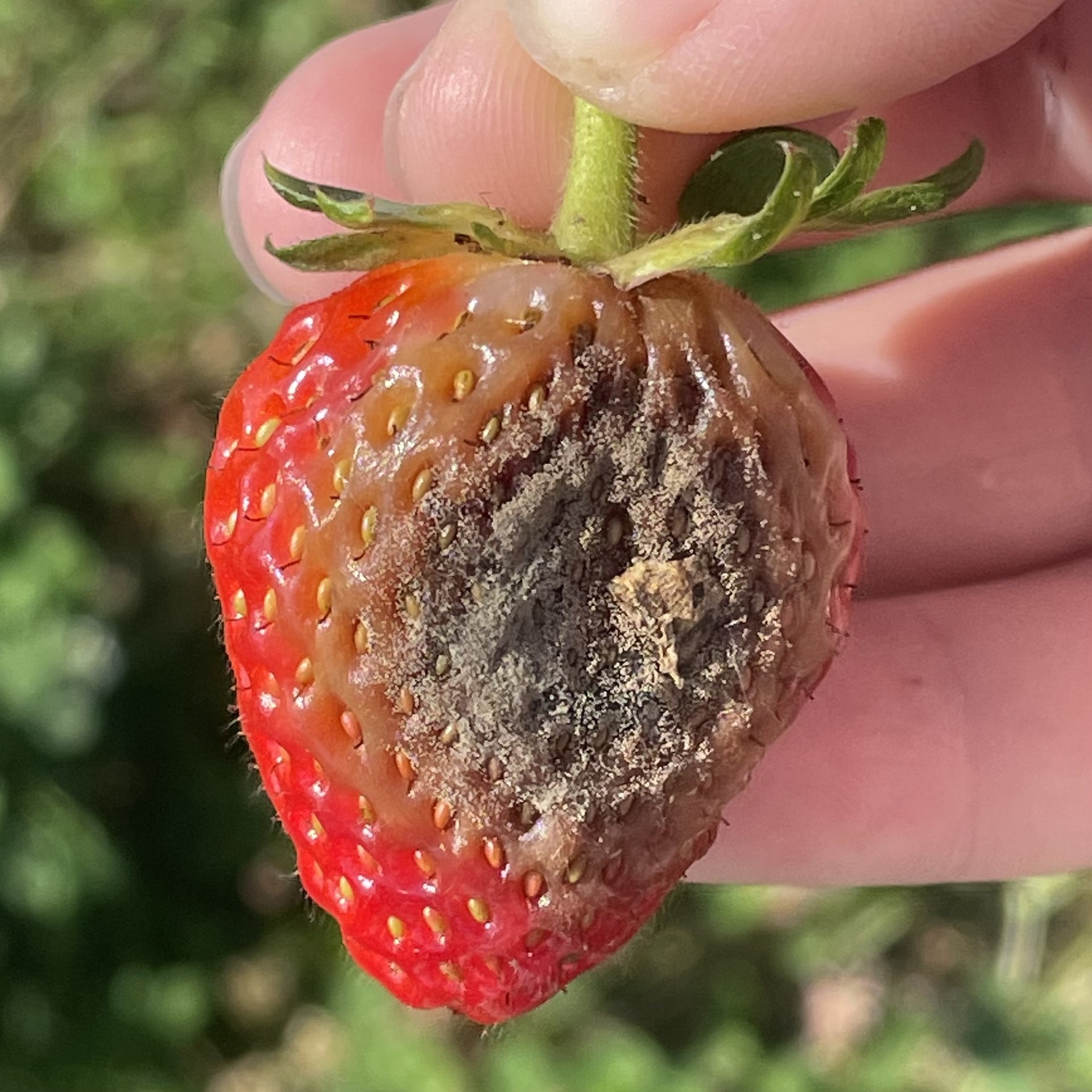 Organic Day Neutral Strawberry Scouting Report for September 28, 2023 ...