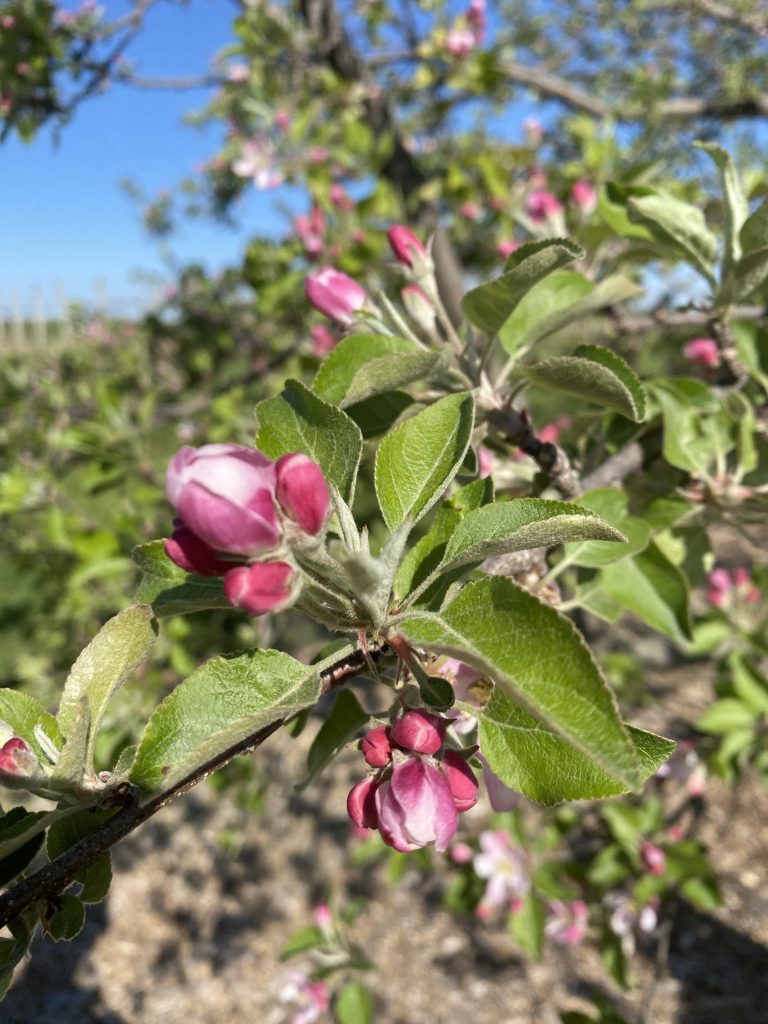 Apple Pesticide Update: Special Recommendation Approved for Apogee Use ...