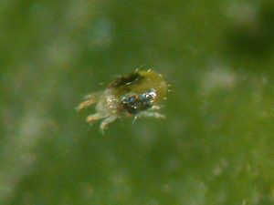Managing Thrips, Tarnished Plant Bugs, and Mites in Strawberry Fields ...