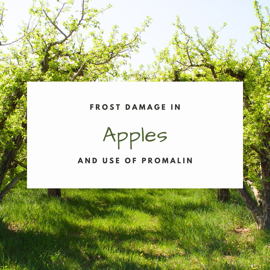 Latest Apple News and Resources – Wisconsin Fruit