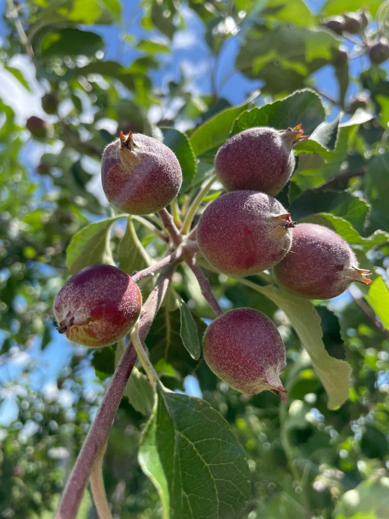 Apple Thinning 18 to 20 mm Options – Wisconsin Fruit