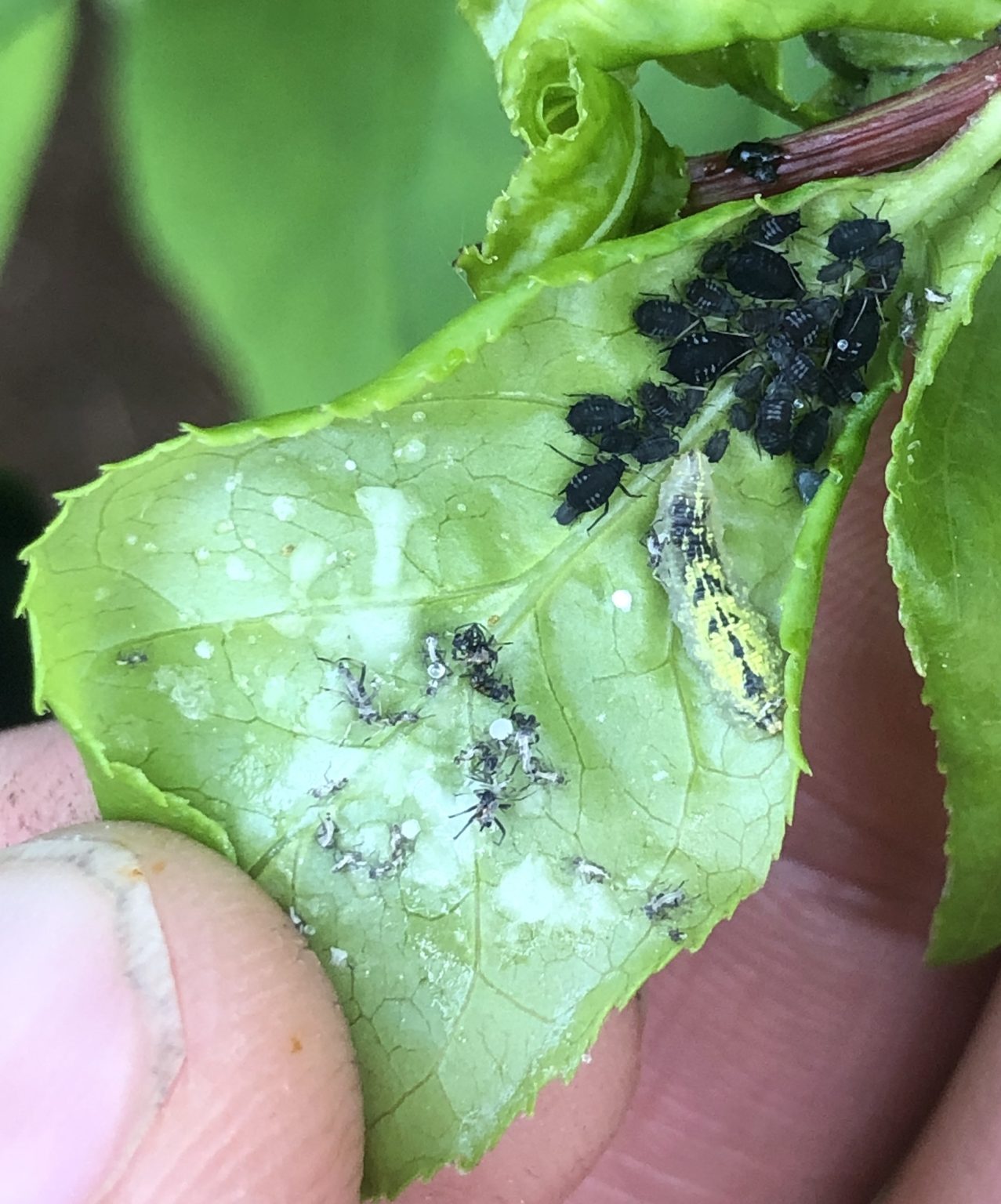 UW-Madison/Extension Insect Diagnostic Lab Update May 16, 2024 ...