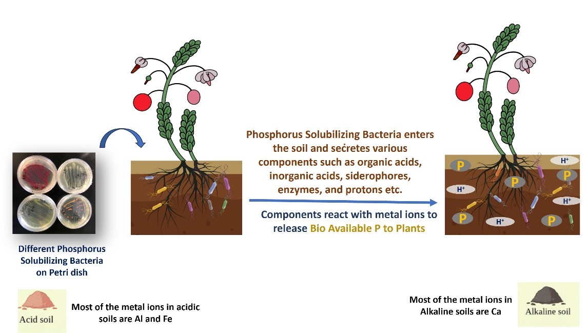 A Potential New Tool for Phosphorus Management: Phosphorus Solubilizing Bacteria – Wisconsin Fruit