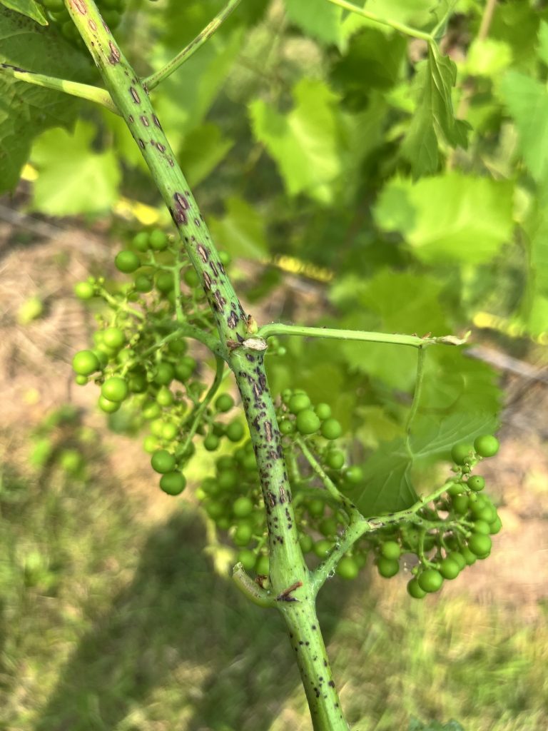 Grape Anthracnose this Rainy Season – Wisconsin Fruit