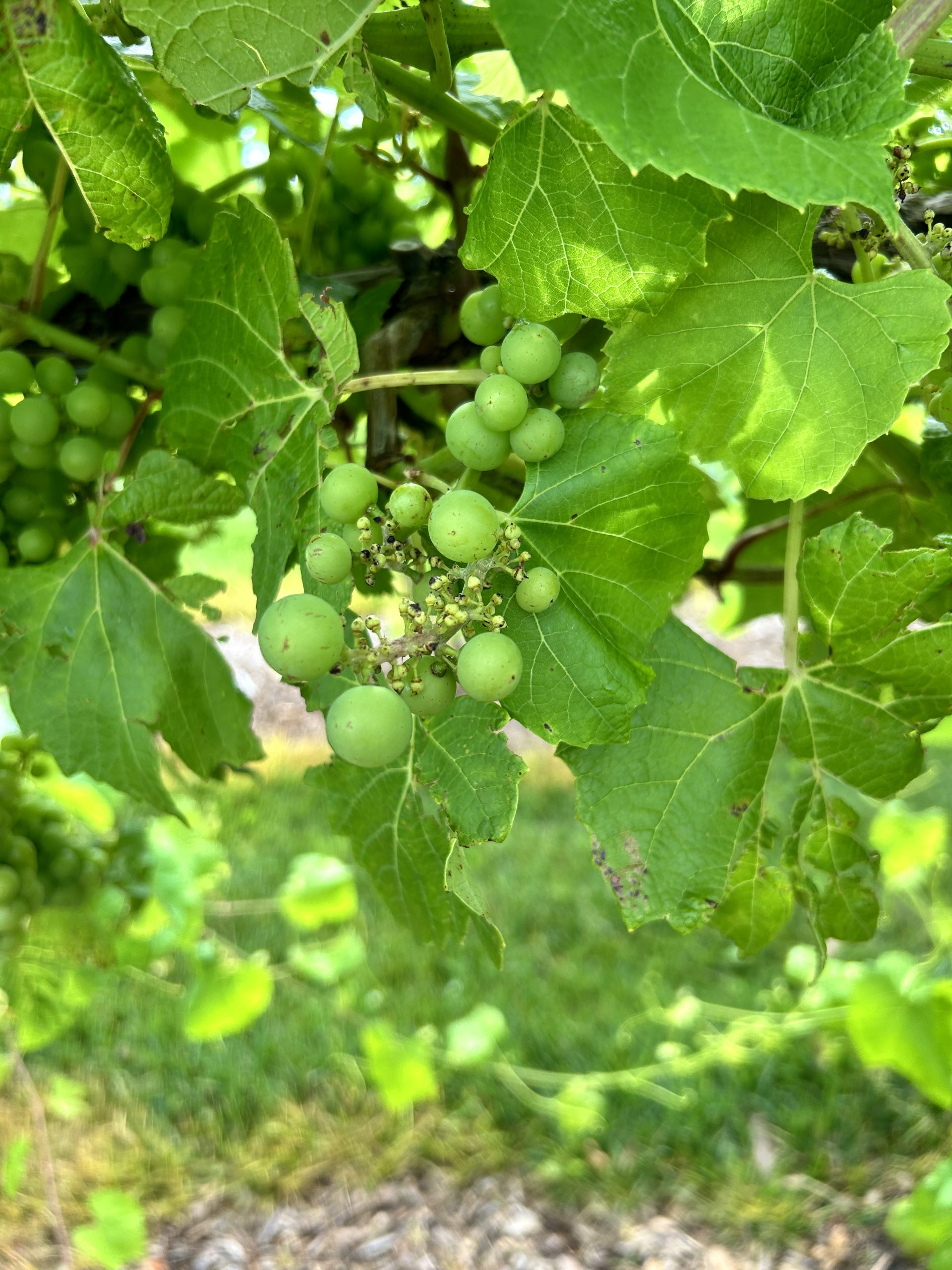 Notes From the Vineyard: Poor Fruit Set – Wisconsin Fruit