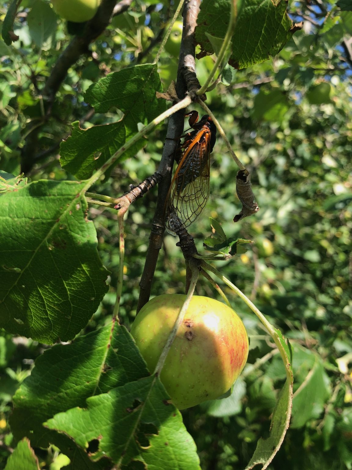 UW-Madison/Extension Insect Diagnostic Lab Update July 4, 2024 ...