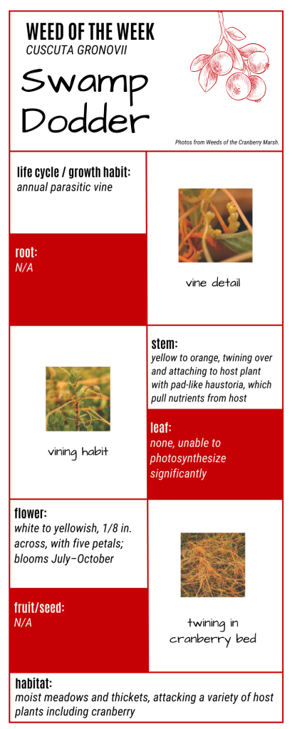 Weed of the Week: Swamp Dodder – Wisconsin Fruit