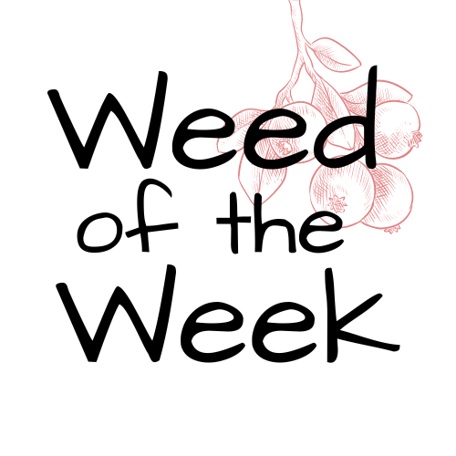 Weed of the Week: Smartweeds and Tearthumbs – Wisconsin Fruit