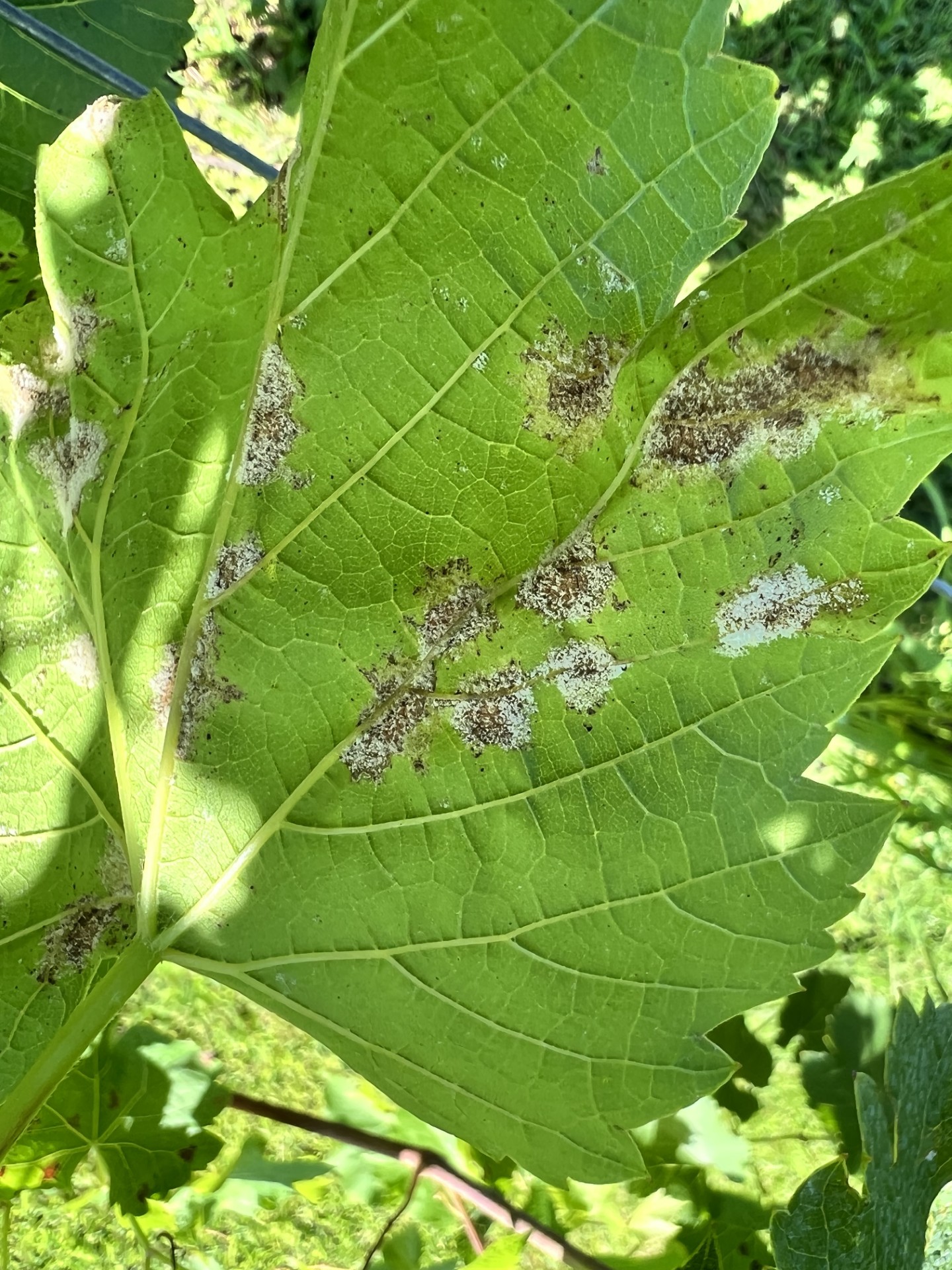 Free Fungicide Resistance Testing for Wisconsin Grape Growers ...