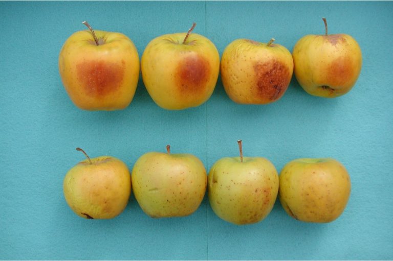 Understanding Sunburn in Apples: Causes, Symptoms, and Management ...