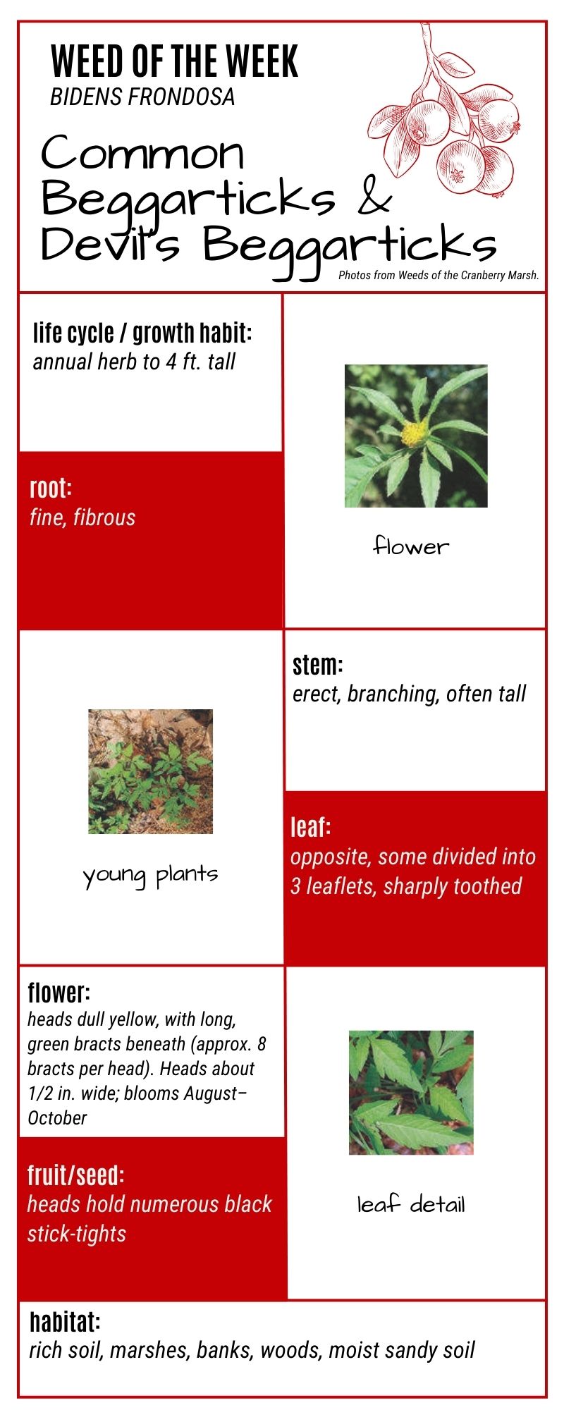 Weed of the Week: Sticktights and Beggarticks – Wisconsin Fruit