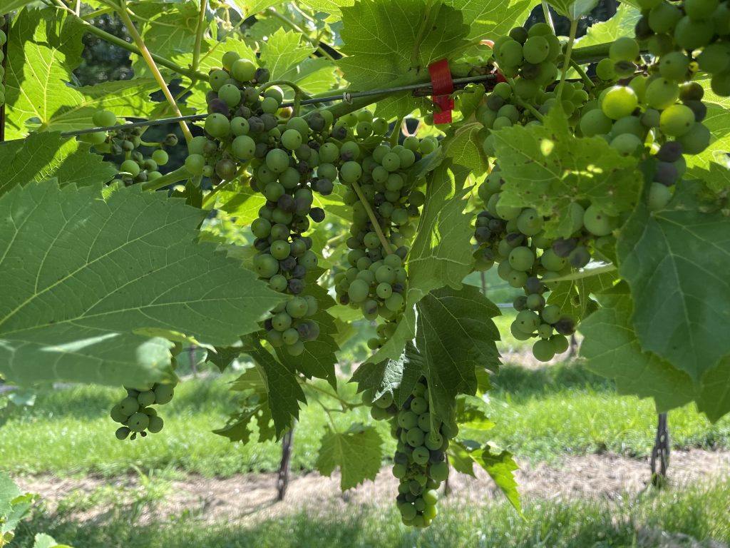 Wisconsin Vineyard Update, August 2024 – Late Season Downy Mildew ...