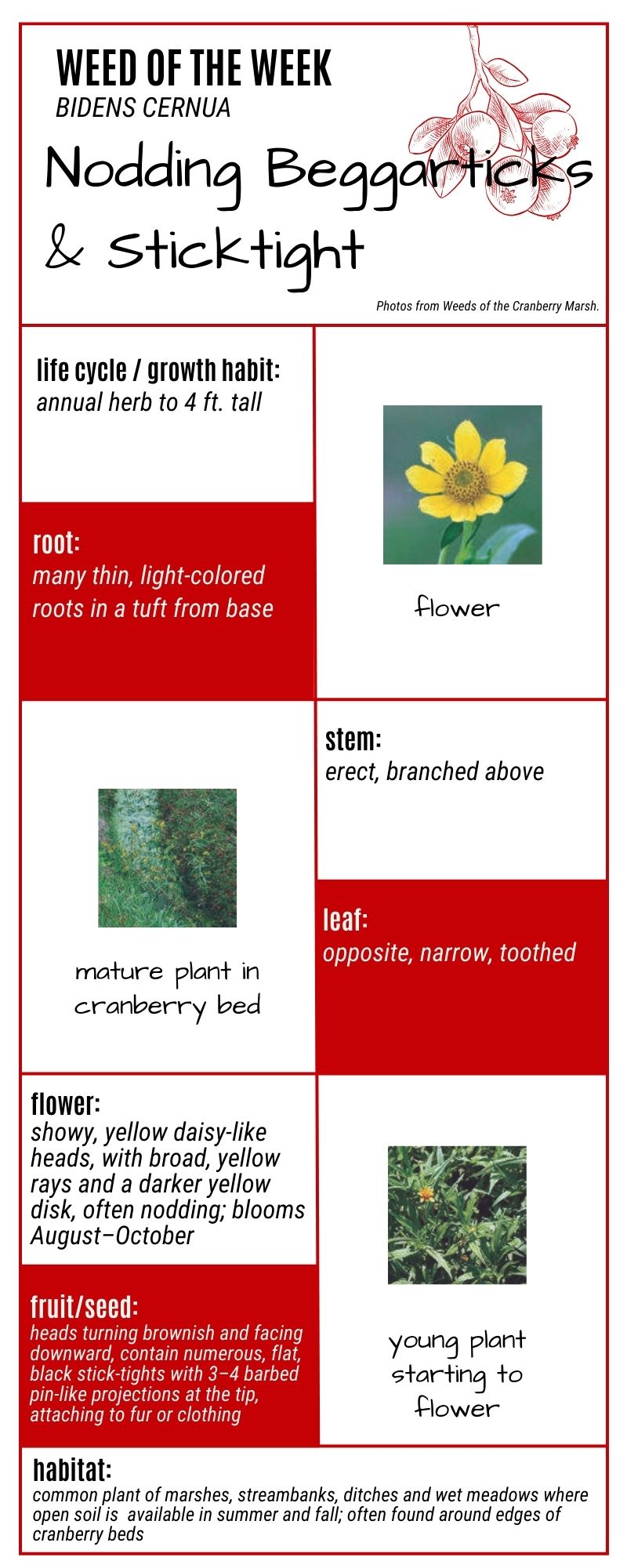 Weed of the Week: Sticktights and Beggarticks – Wisconsin Fruit