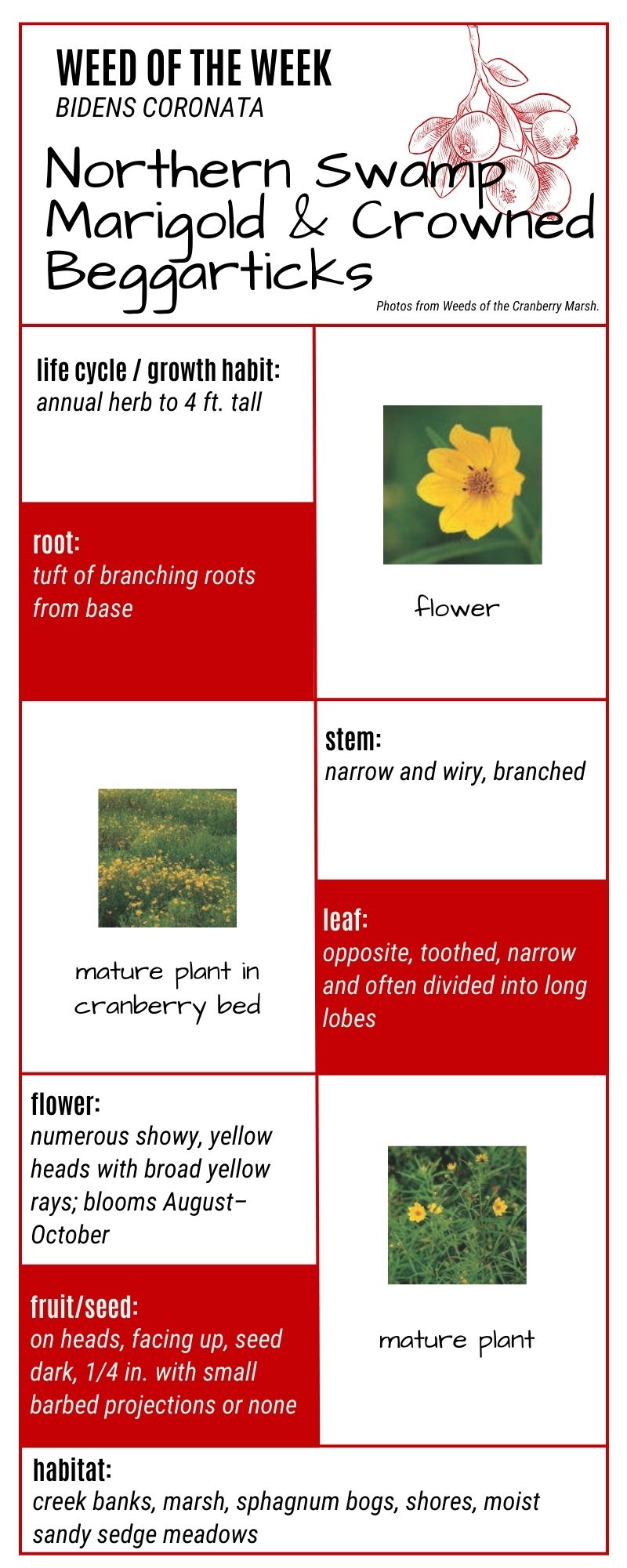 Weed of the Week: Sticktights and Beggarticks – Wisconsin Fruit